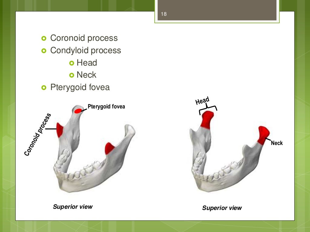 GROWTH & DEVELOPMENT OF MANDIBLE