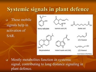 systemic signal in plant defence | PPTX | Gardening | Home & Garden