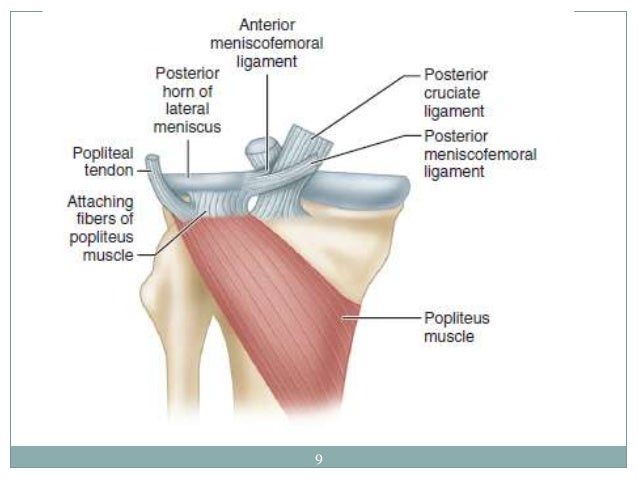 meniscal injuries