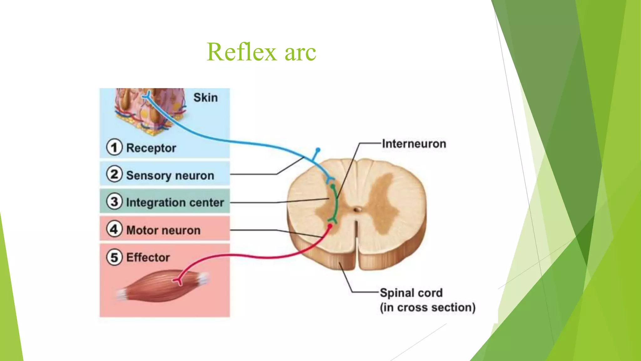 Primitive Reflexes.pptx