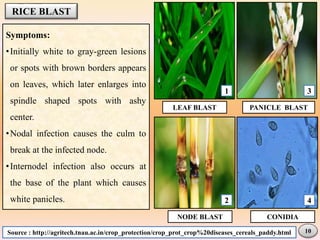 Biological management of rice diseases | PPTX