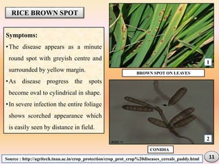 Biological management of rice diseases | PPTX