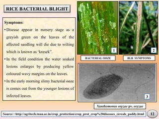 Biological management of rice diseases | PPTX