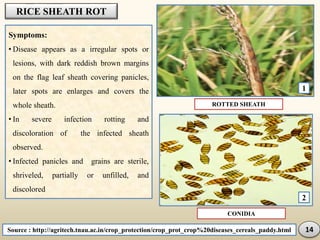 Biological management of rice diseases | PPTX