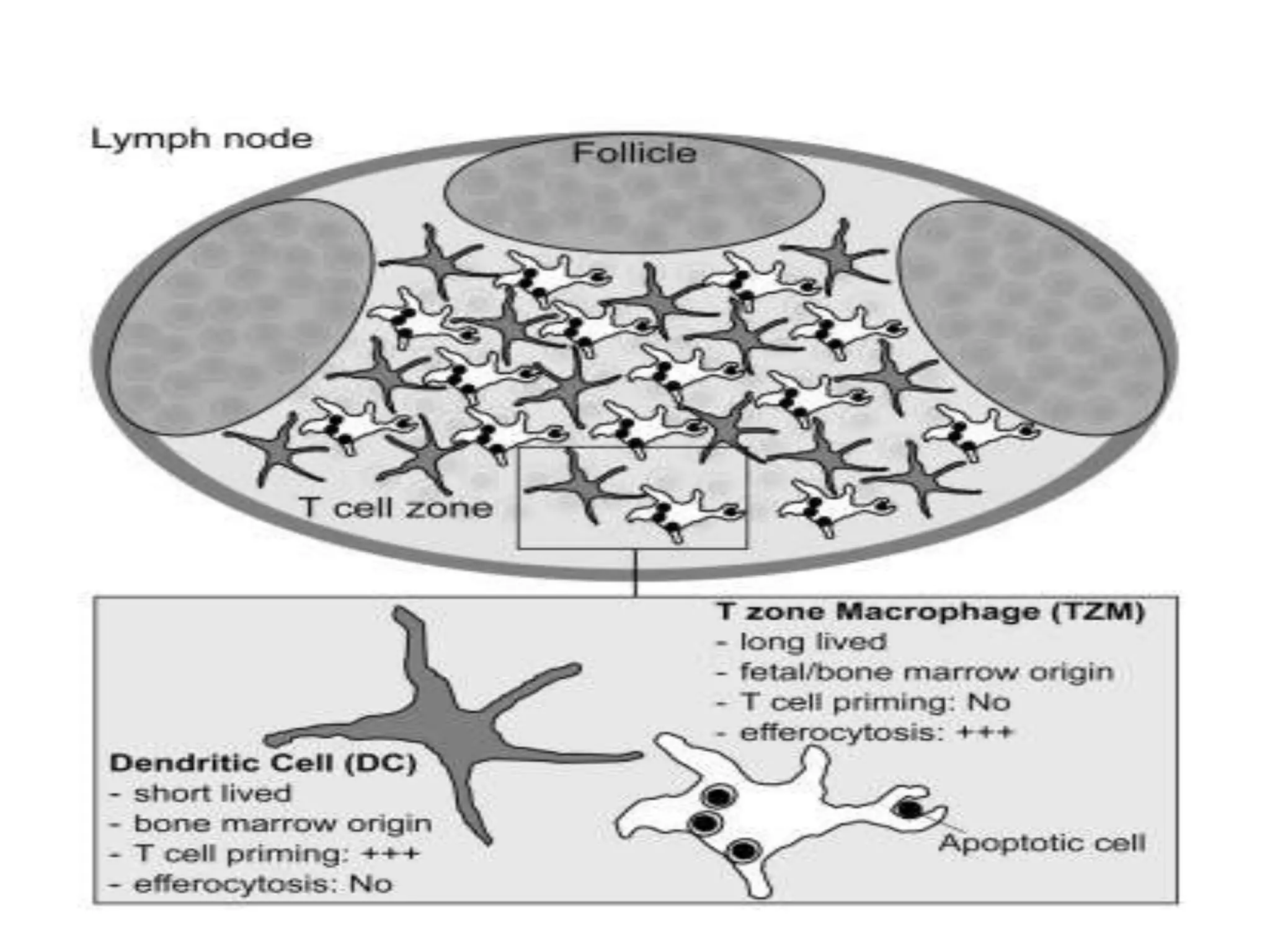 Differential Diagnosis of Lymphadenopathy | PPTX