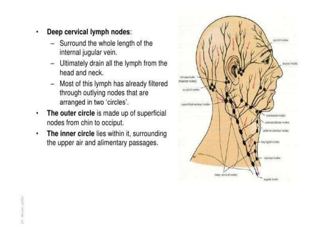 Differential Diagnosis of Lymphadenopathy | PPTX | Ear, Nose and Throat ...