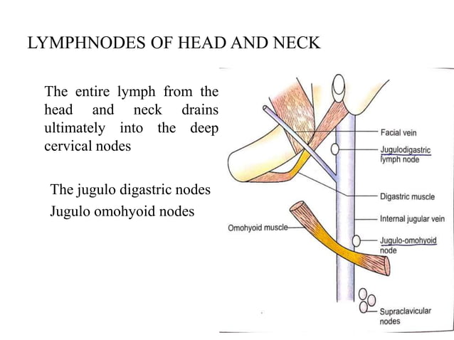 Differential Diagnosis of Lymphadenopathy | PPTX | Ear, Nose and Throat ...