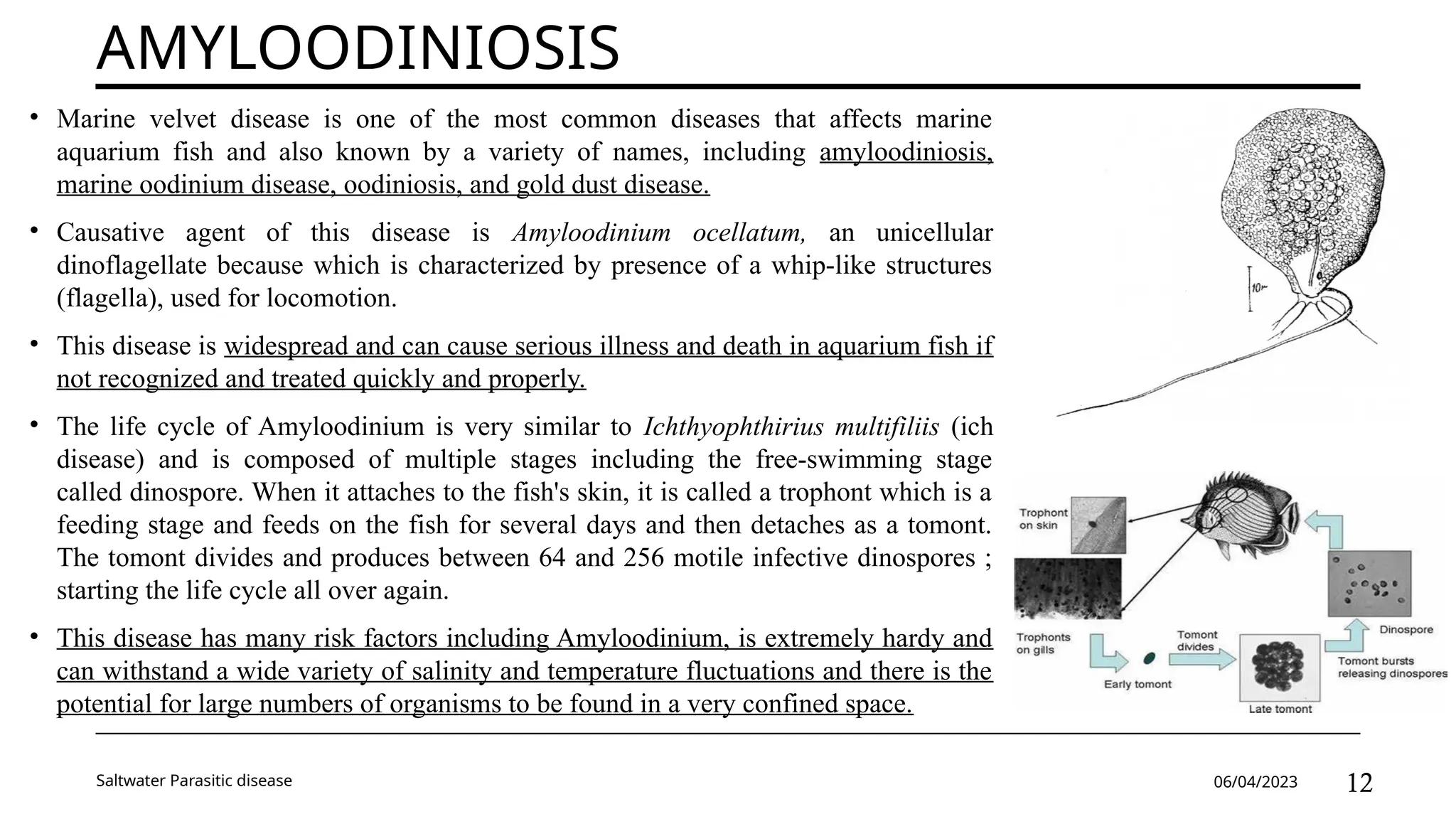 Presentation on marine fish parasitic diseases | PPTX