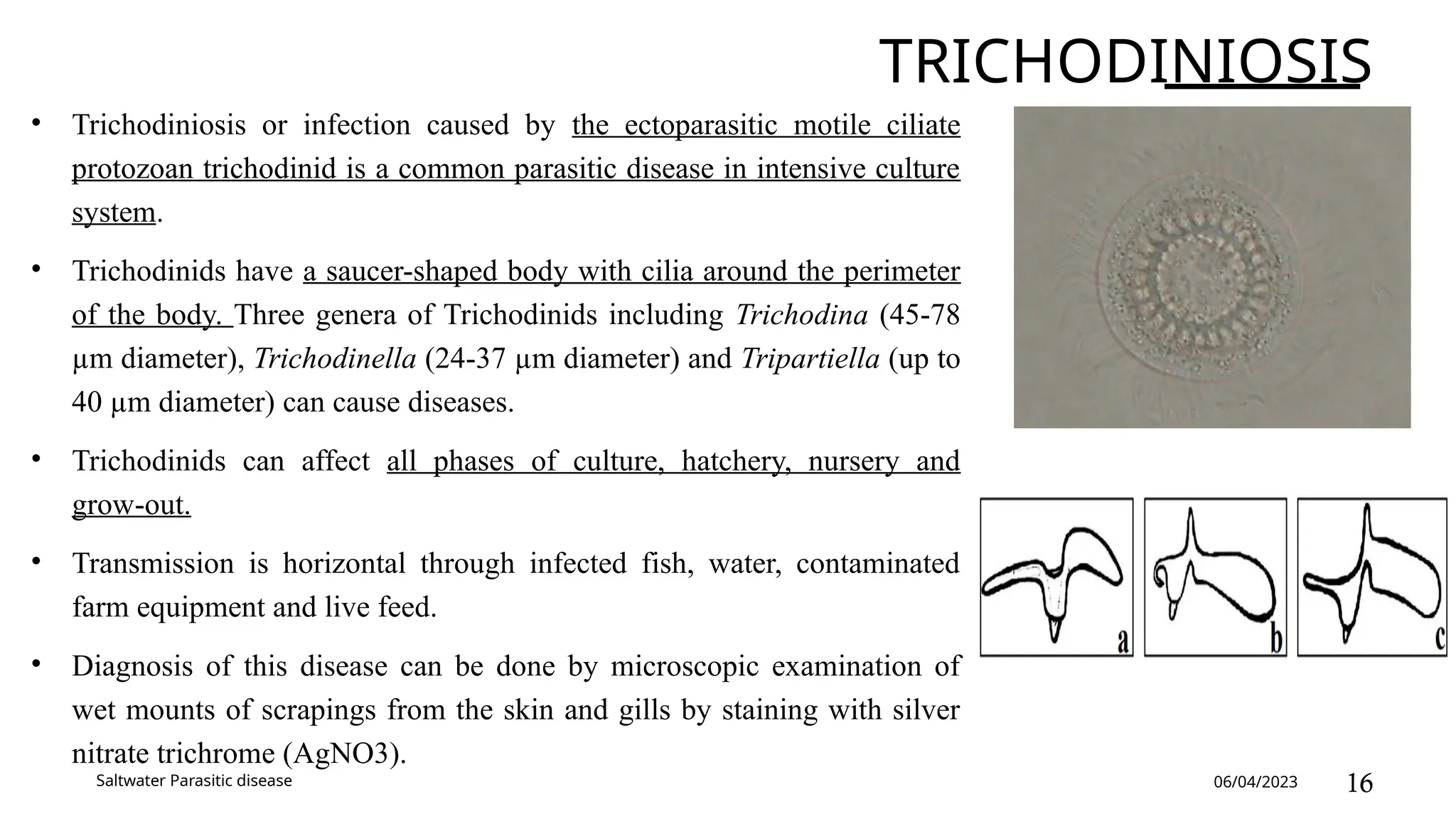 Presentation on marine fish parasitic diseases | PPTX