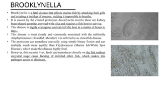 Presentation on marine fish parasitic diseases | PPT