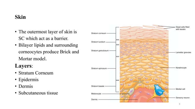 PENETRATION ENHANCER FOR TDDS | PPTX | Skin and Dermatology | Diseases ...