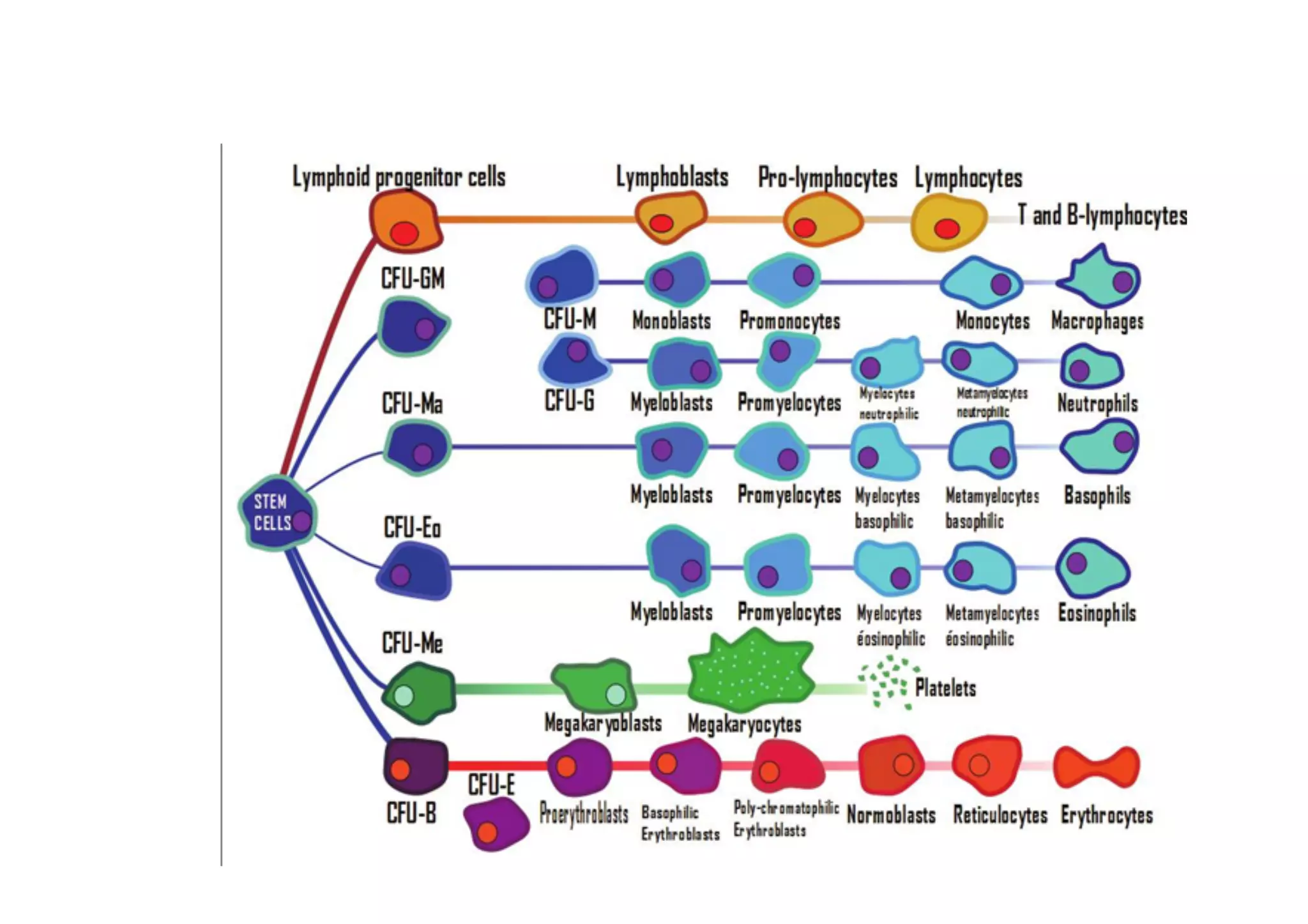 Seminar on acute lymphoblastic leukemia by Dr. Prachi Kalra | PDF ...