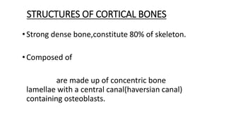anatomy and histology of bone | PPTX