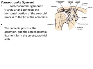 Seminar on applied anatomy and surgical approaches to shoulder | PPTX
