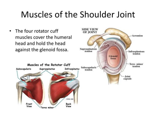 Seminar on applied anatomy and surgical approaches to shoulder | PPTX
