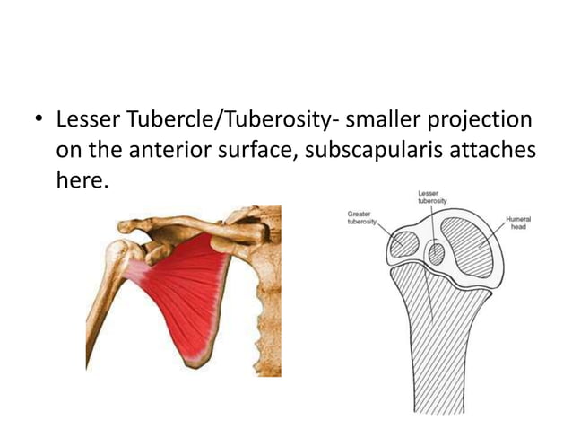 Seminar on applied anatomy and surgical approaches to shoulder | PPTX