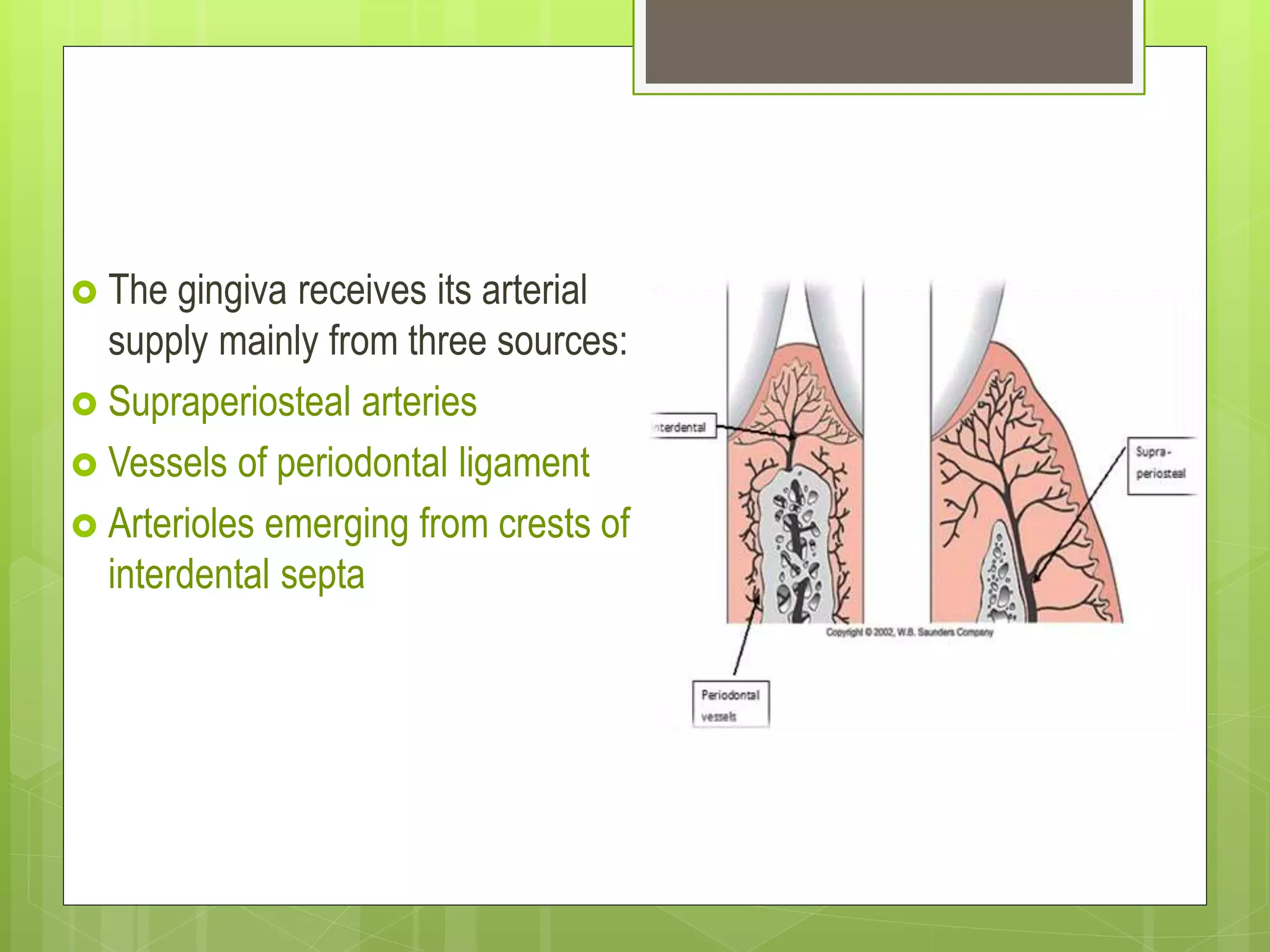 Blood supply,nerve supply and lymphatic drainage of the periodontium ...