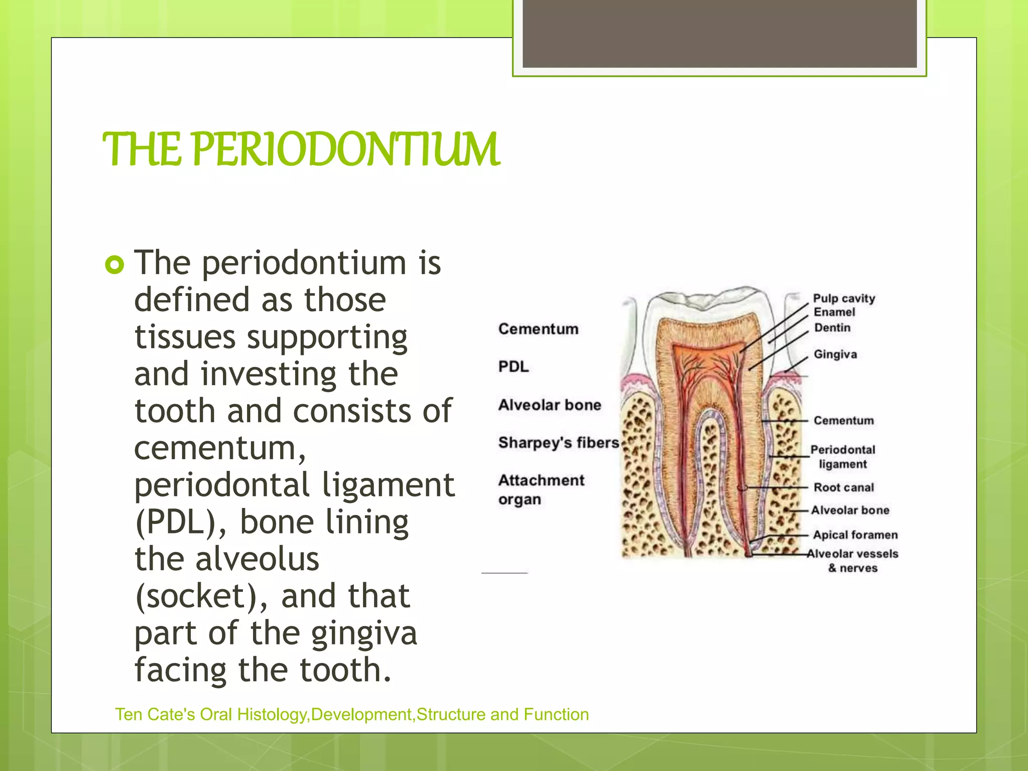 Blood supply,nerve supply and lymphatic drainage of the periodontium ...