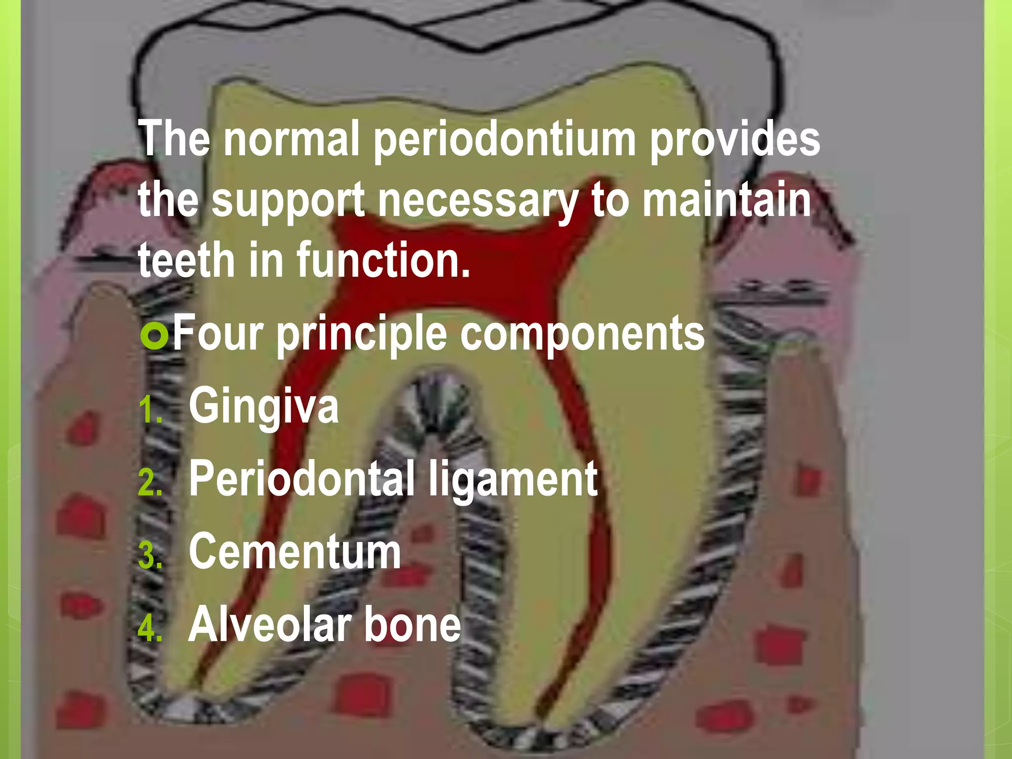 Blood supply,nerve supply and lymphatic drainage of the periodontium ...