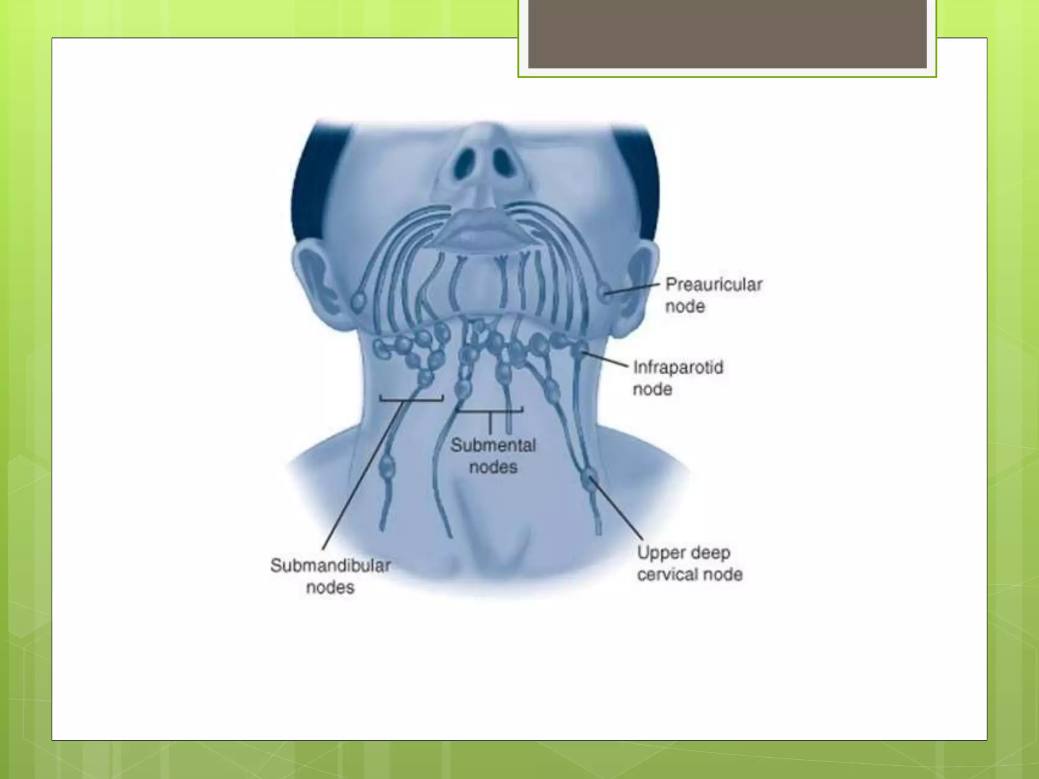 Blood supply,nerve supply and lymphatic drainage of the periodontium ...