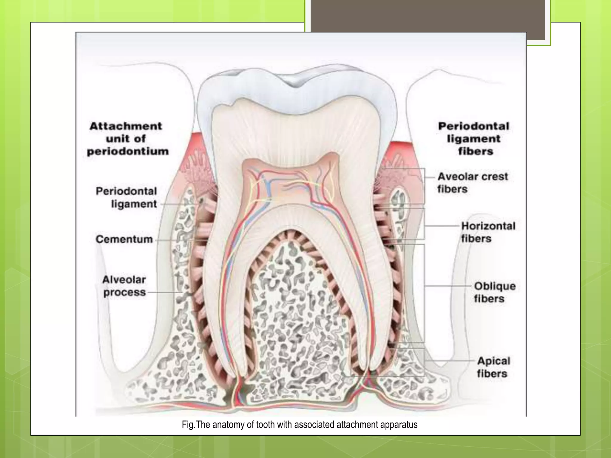 Blood supply,nerve supply and lymphatic drainage of the periodontium ...