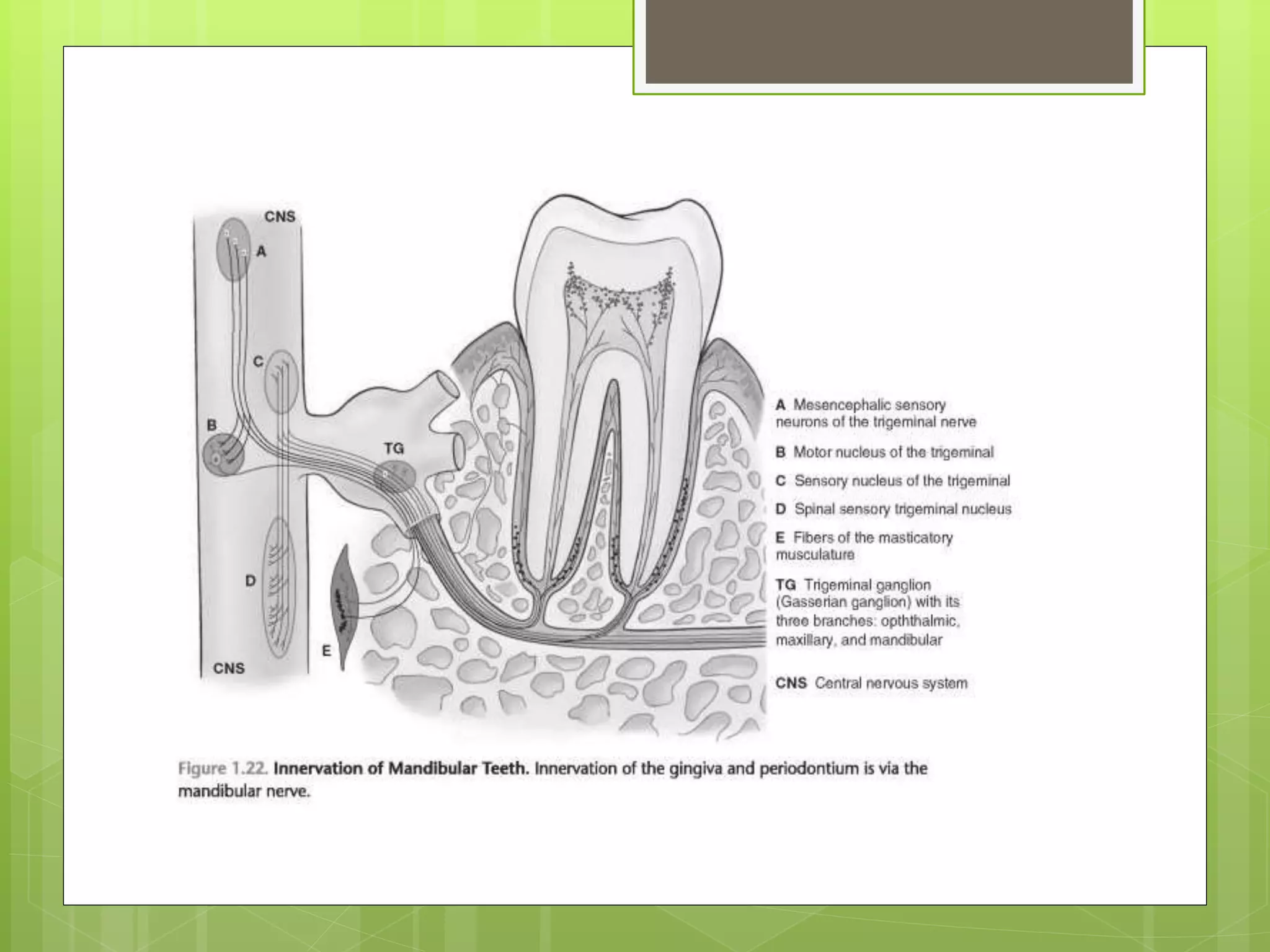 Blood supply,nerve supply and lymphatic drainage of the periodontium ...