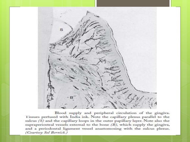 Blood supply,nerve supply and lymphatic drainage of the periodontium ...