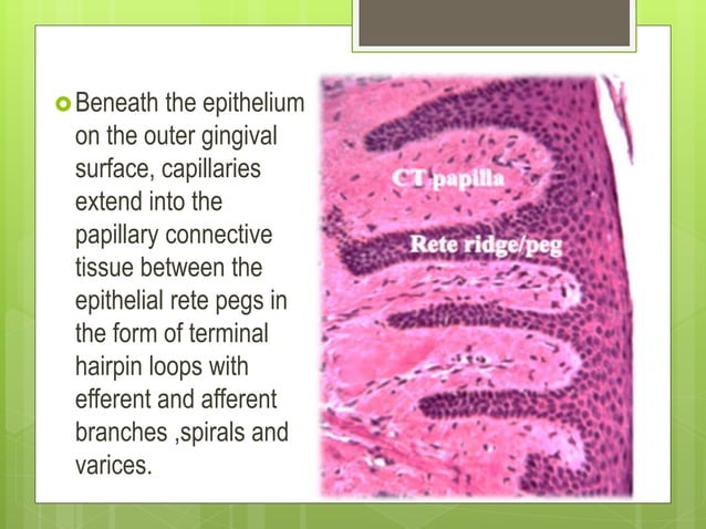 Blood supply,nerve supply and lymphatic drainage of the periodontium ...