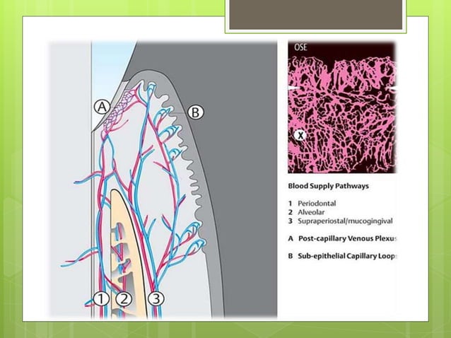 Blood supply,nerve supply and lymphatic drainage of the periodontium ...