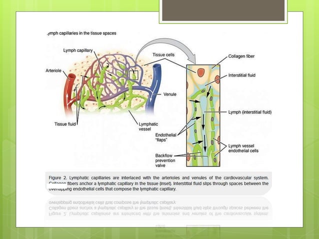 Blood supply,nerve supply and lymphatic drainage of the periodontium ...