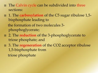 Seminar on C3 plants | PPT