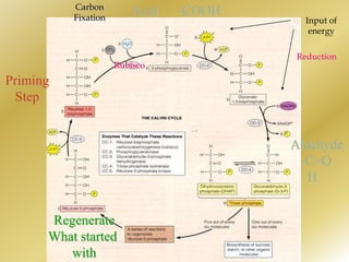 Seminar on C3 plants | PPT
