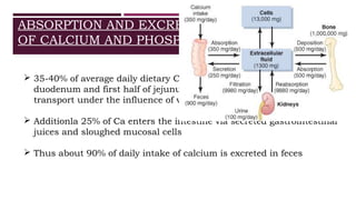 Calcium and phosphate metabolism | PPT