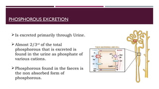 Calcium and phosphate metabolism | PPT