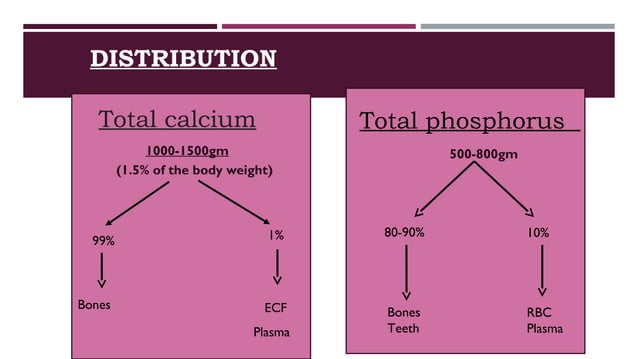 Calcium and phosphate metabolism | PPT | Bone and Joint Conditions ...