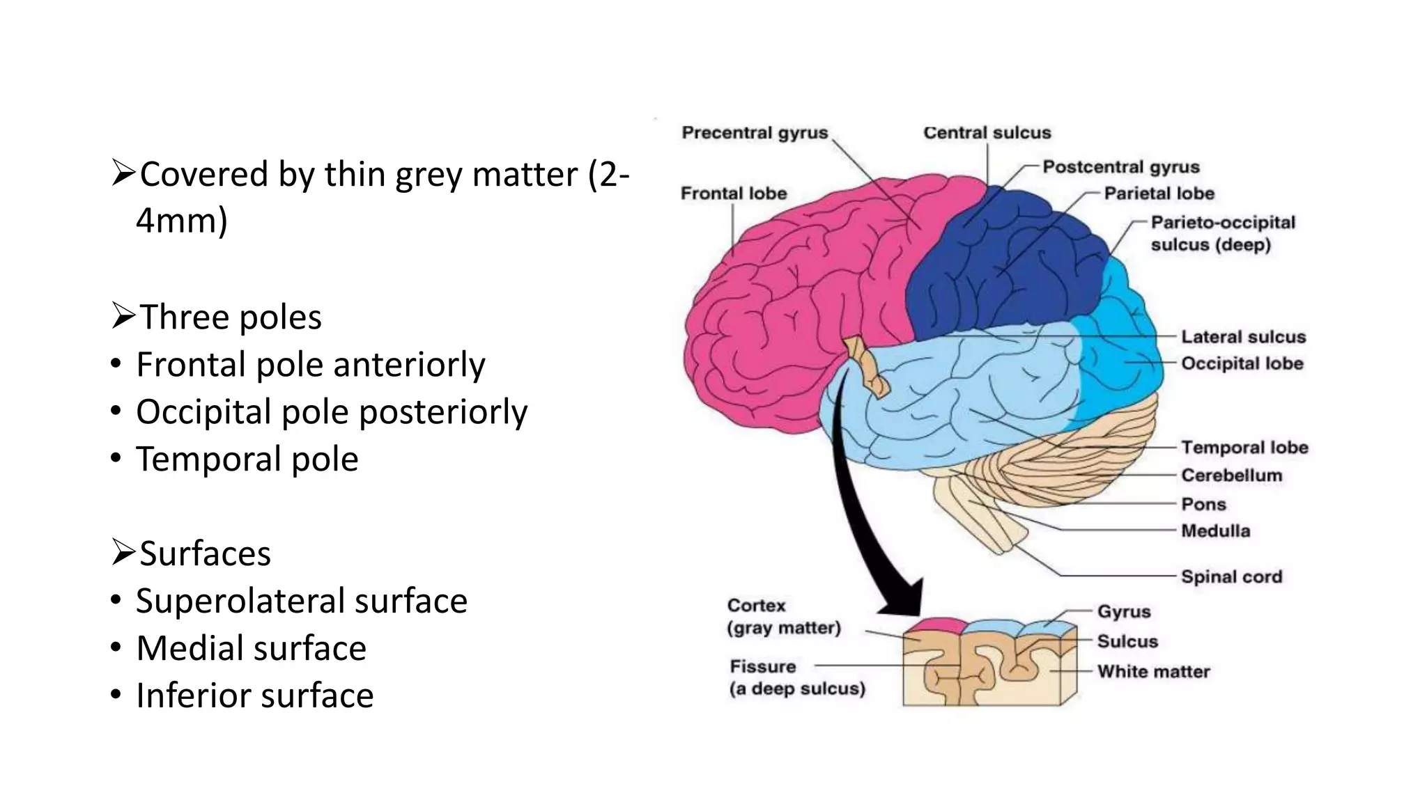 Seminar Cerebral neurolocalization | PPTX