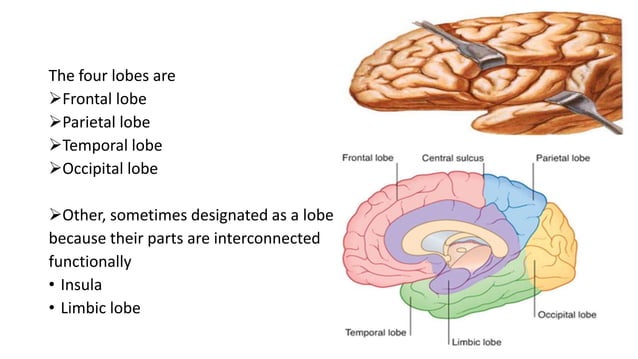 Seminar Cerebral neurolocalization | PPTX
