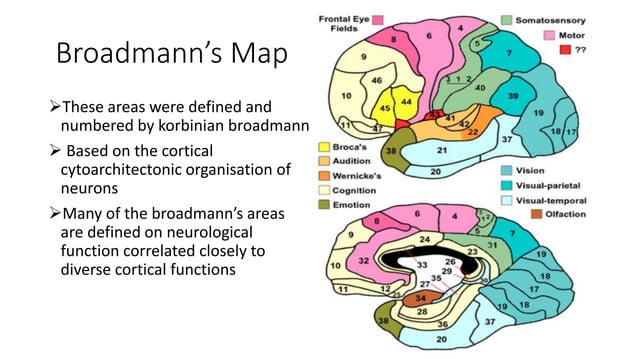 Seminar Cerebral neurolocalization | PPTX