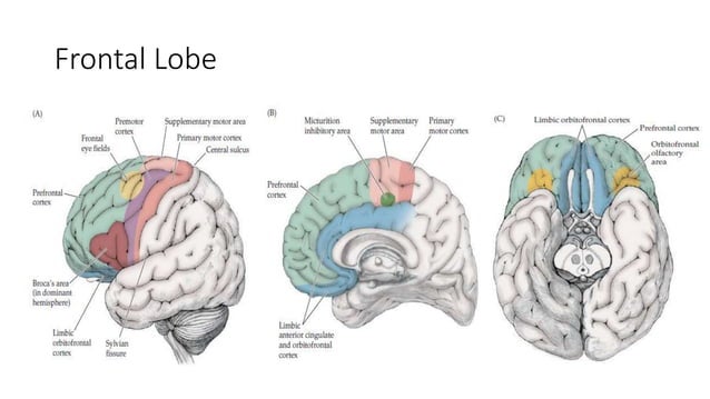 Seminar Cerebral neurolocalization | PPTX