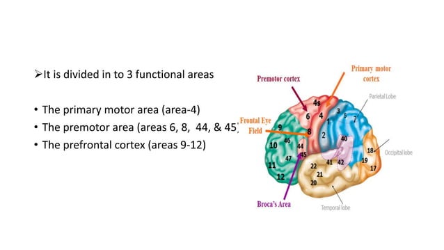 Seminar Cerebral neurolocalization | PPTX