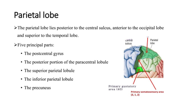 Seminar Cerebral neurolocalization | PPTX