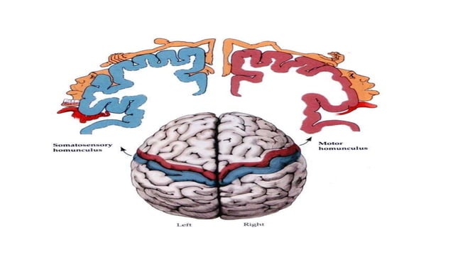 Seminar Cerebral neurolocalization | PPTX