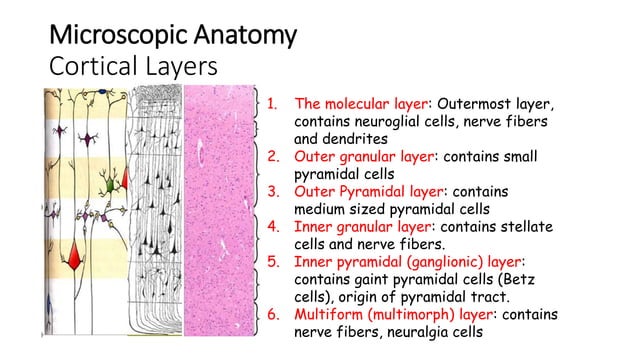 Seminar Cerebral neurolocalization | PPTX
