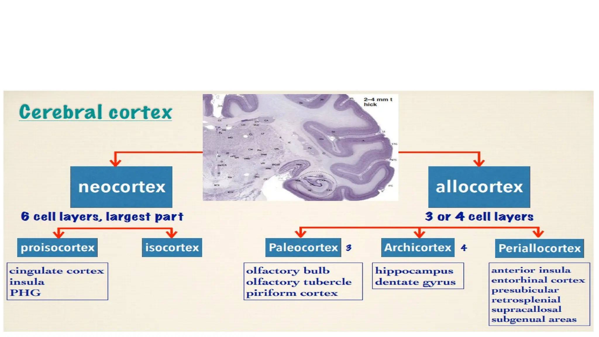 Seminar on Cerebral Neurolocalization.pptx