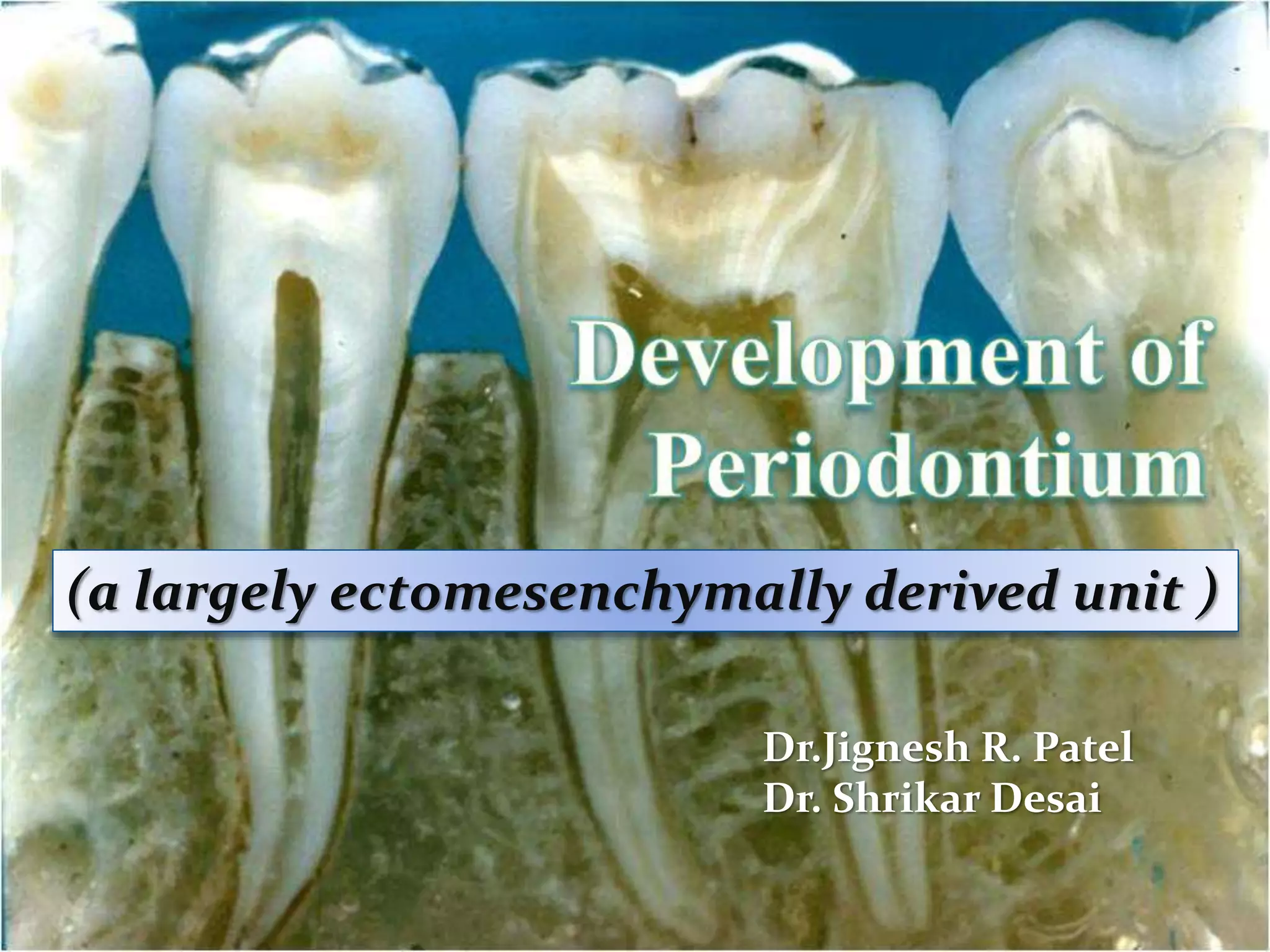 Development of periodontium | PPTX