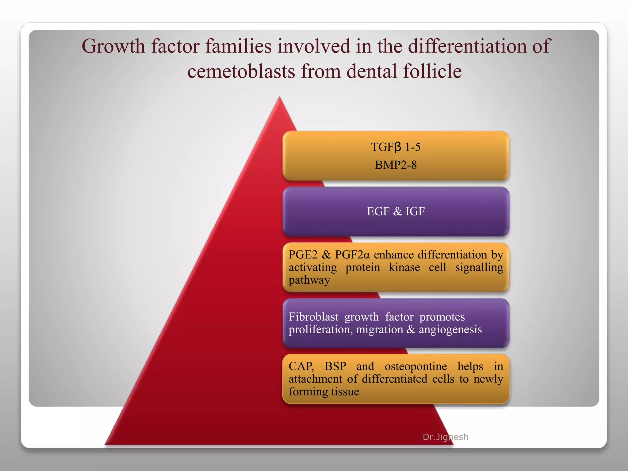 Development of periodontium | PPTX