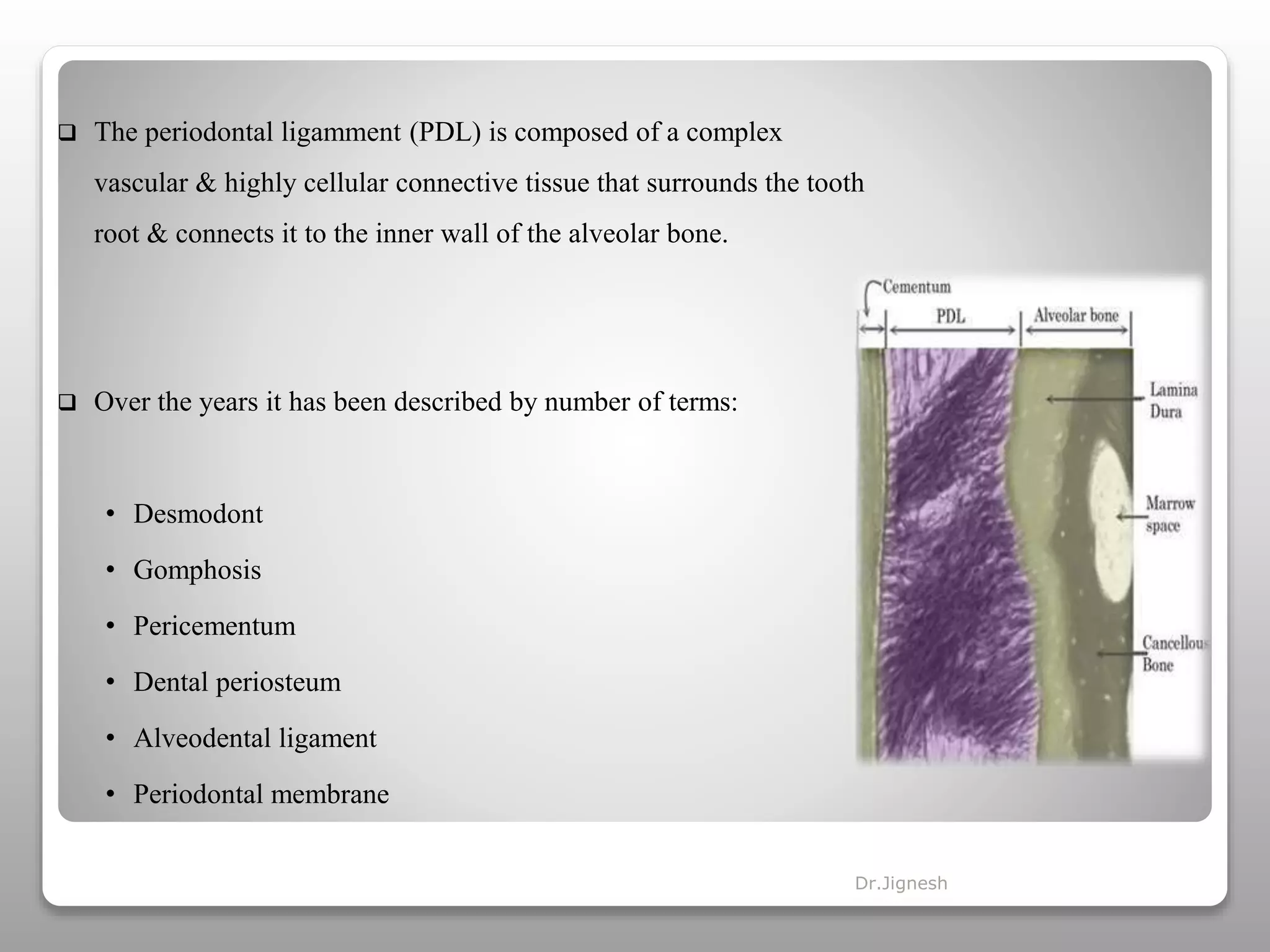 Development of periodontium | PPTX