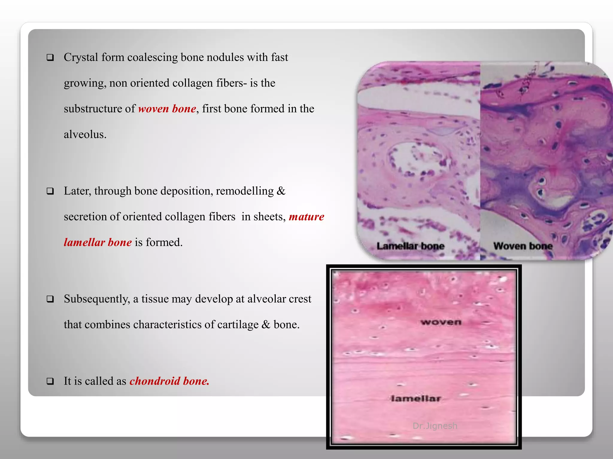 Development of periodontium | PPTX