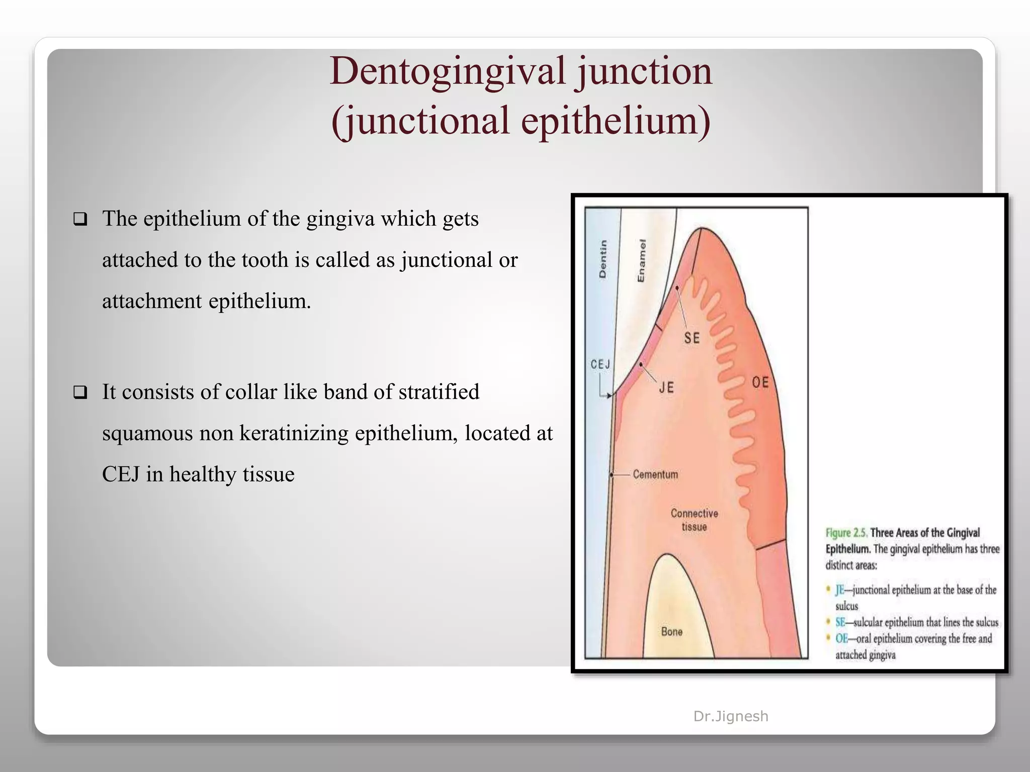 Development of periodontium | PPTX