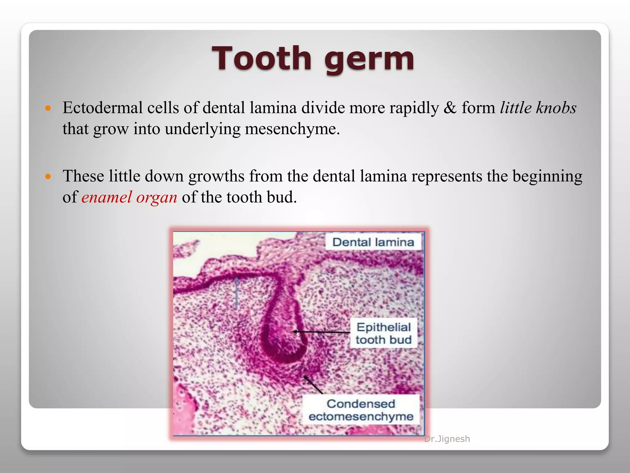 Development of periodontium | PPTX